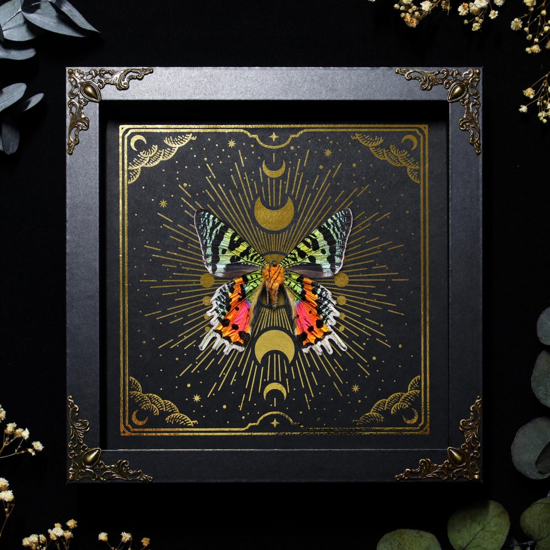 Madagascan Sunset Moth in Frame (chrysiridia Rhipheus), Real Taxidermy ...
