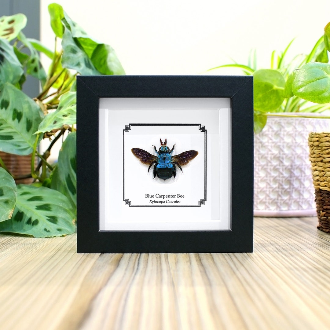 Blue Carpenter Bee Real Insect in Frame (xylocopa Caerulea), Cute Bee ...