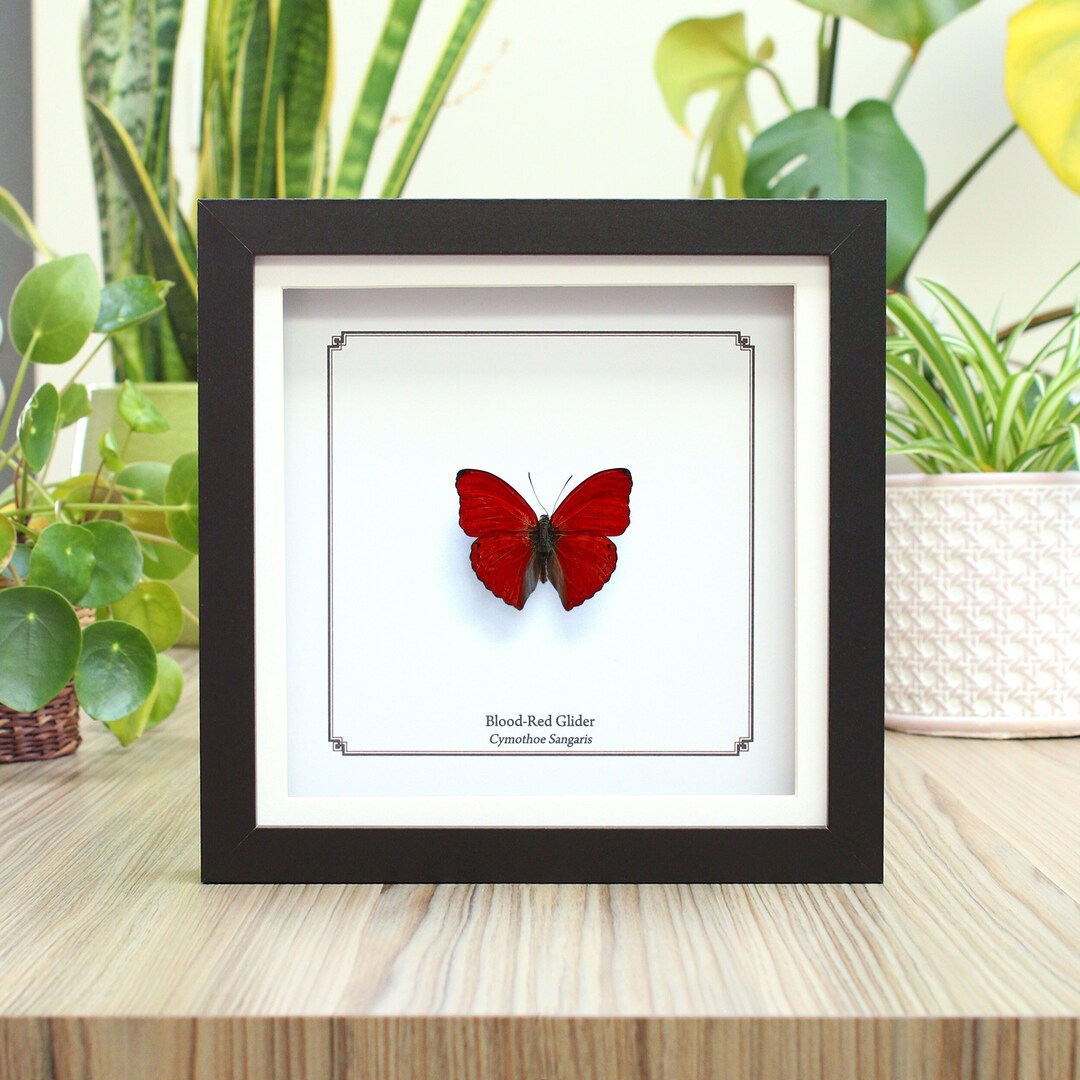 Blood-red Glider Real Butterfly in Frame cymothoe Sangaris - Etsy