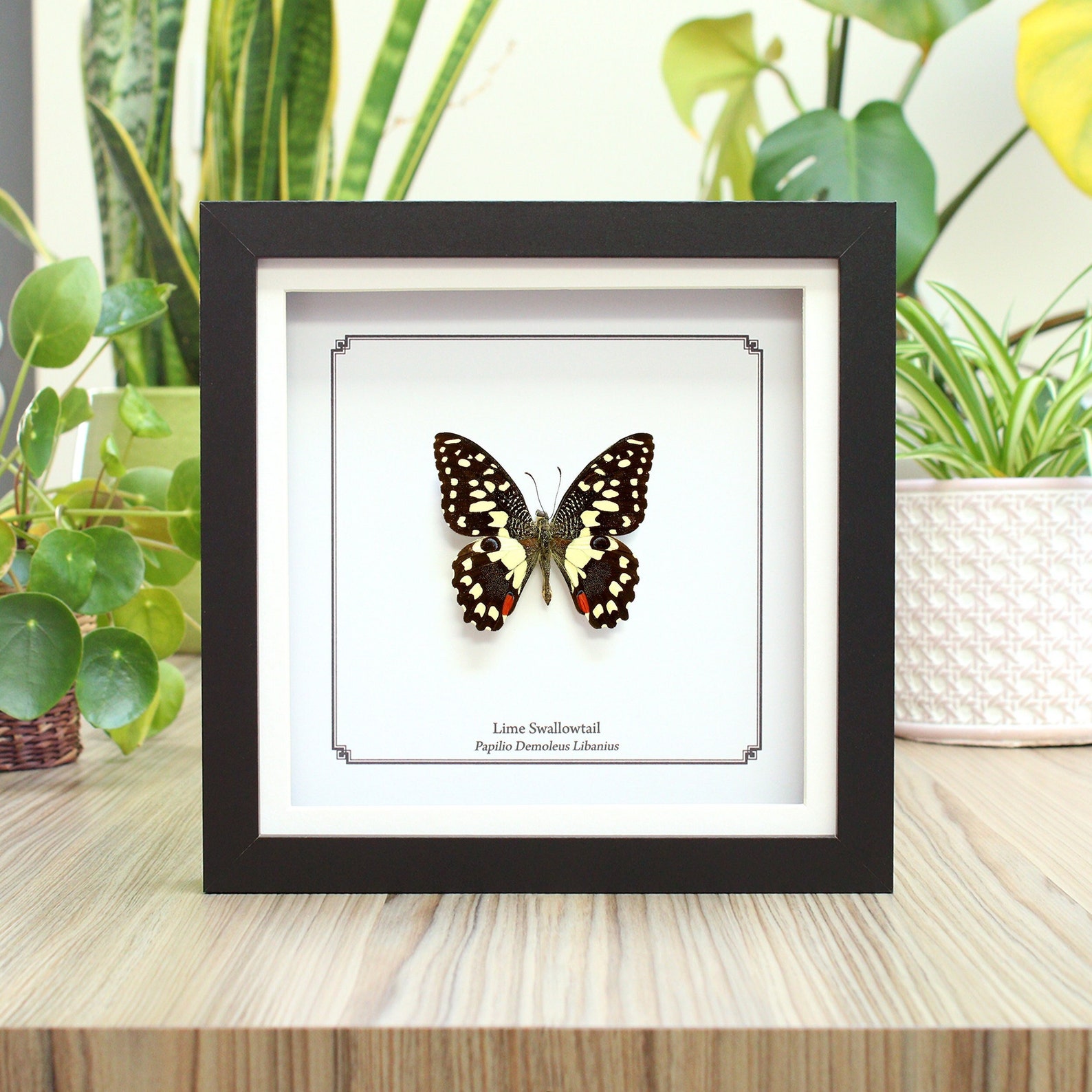 Lime Swallowtail Real Butterfly in Frame (papilio Demoleus Libanius ...