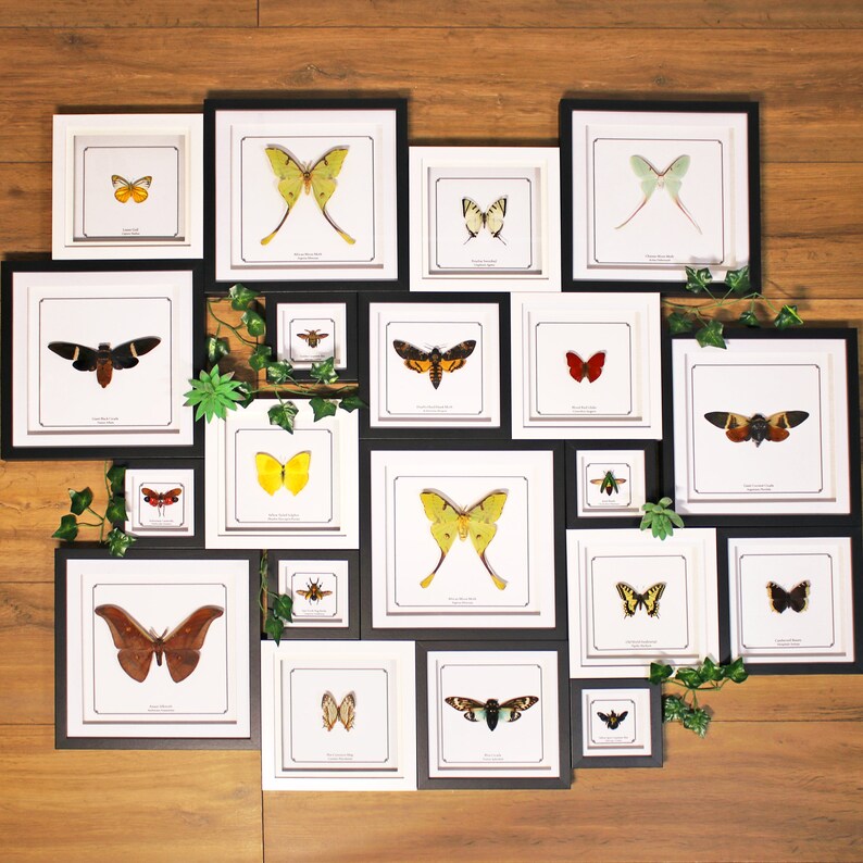 Lime Swallowtail Real Butterfly in Frame (papilio Demoleus Libanius ...