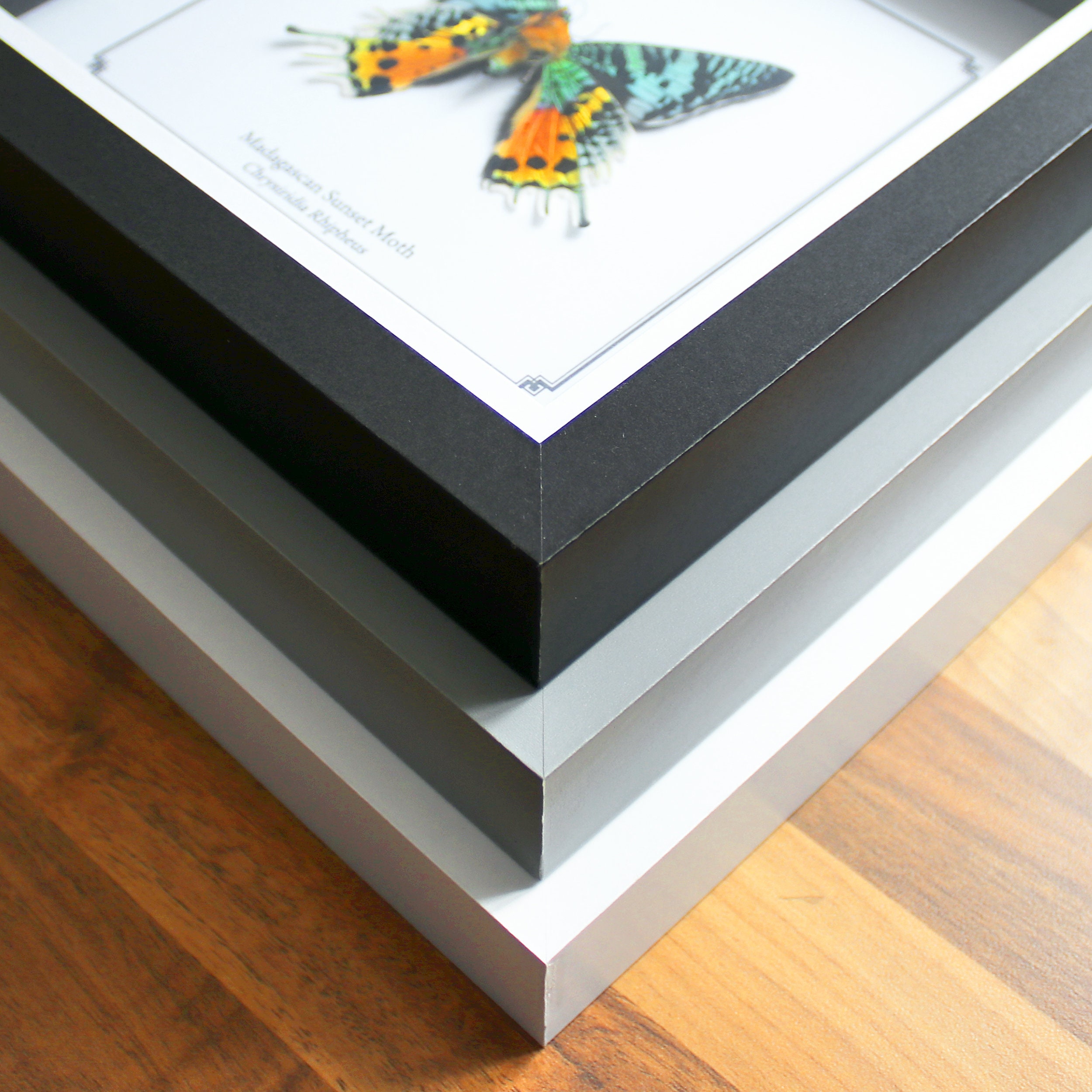 Indonesian Stag Beetle Real Insect Frame cyclommatus - Etsy