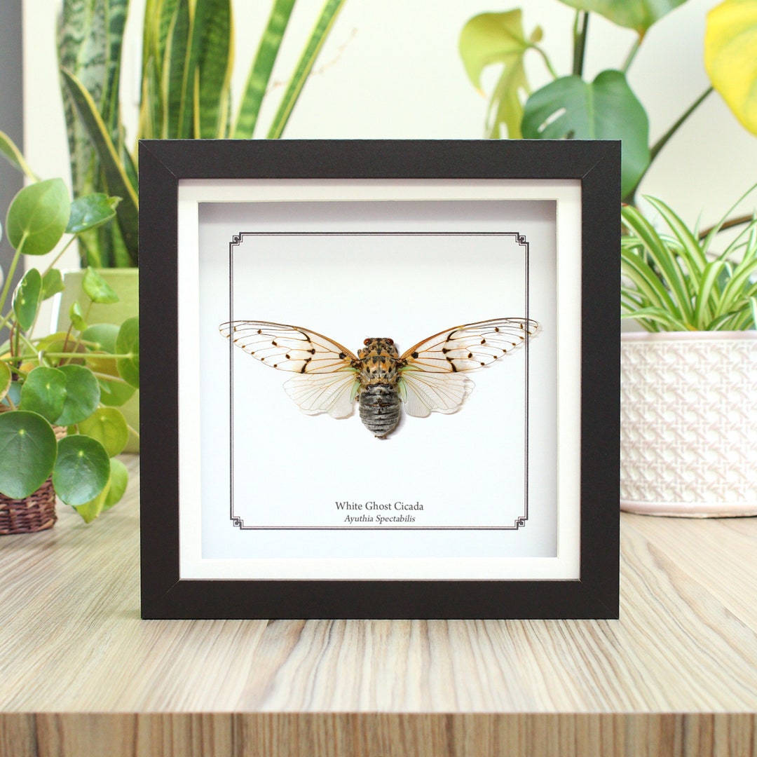 White Ghost Cicada Real Insect in Frame (ayuthia Spectabilis ...