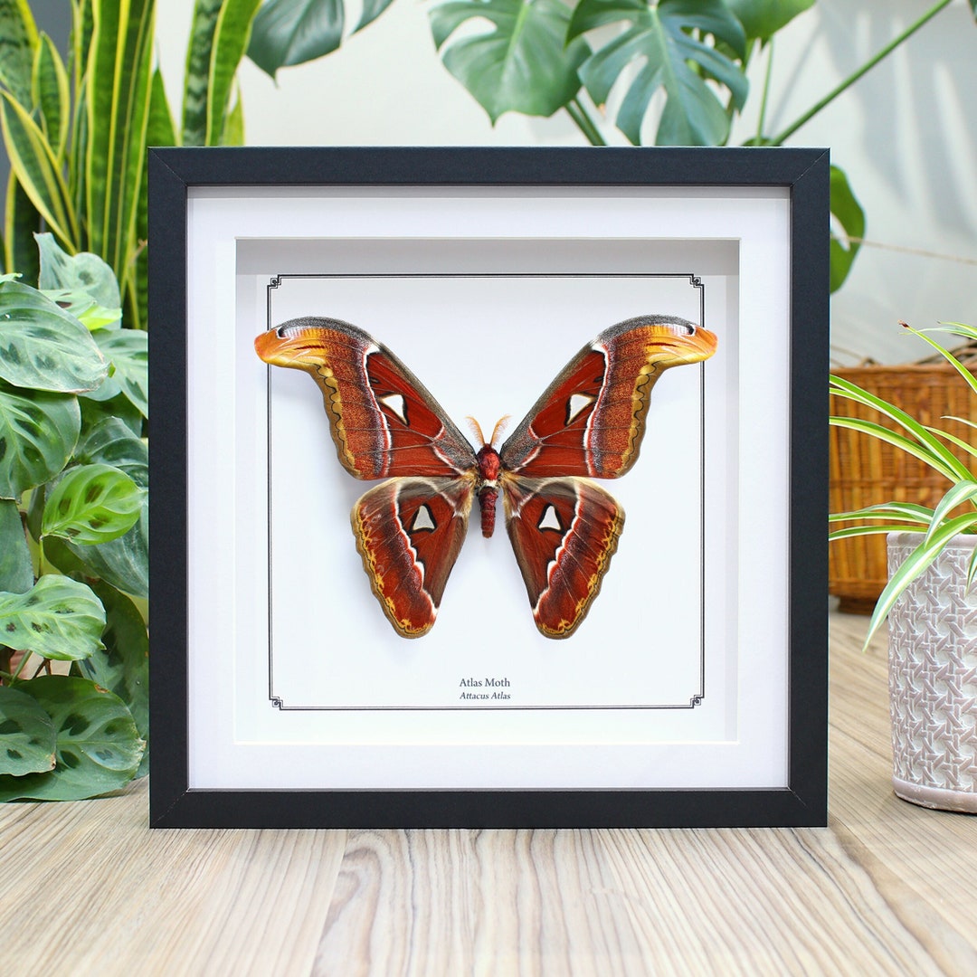 Male Atlas Moth in Frame attacus Atlas, Real Taxidermy Moth, Entomology ...