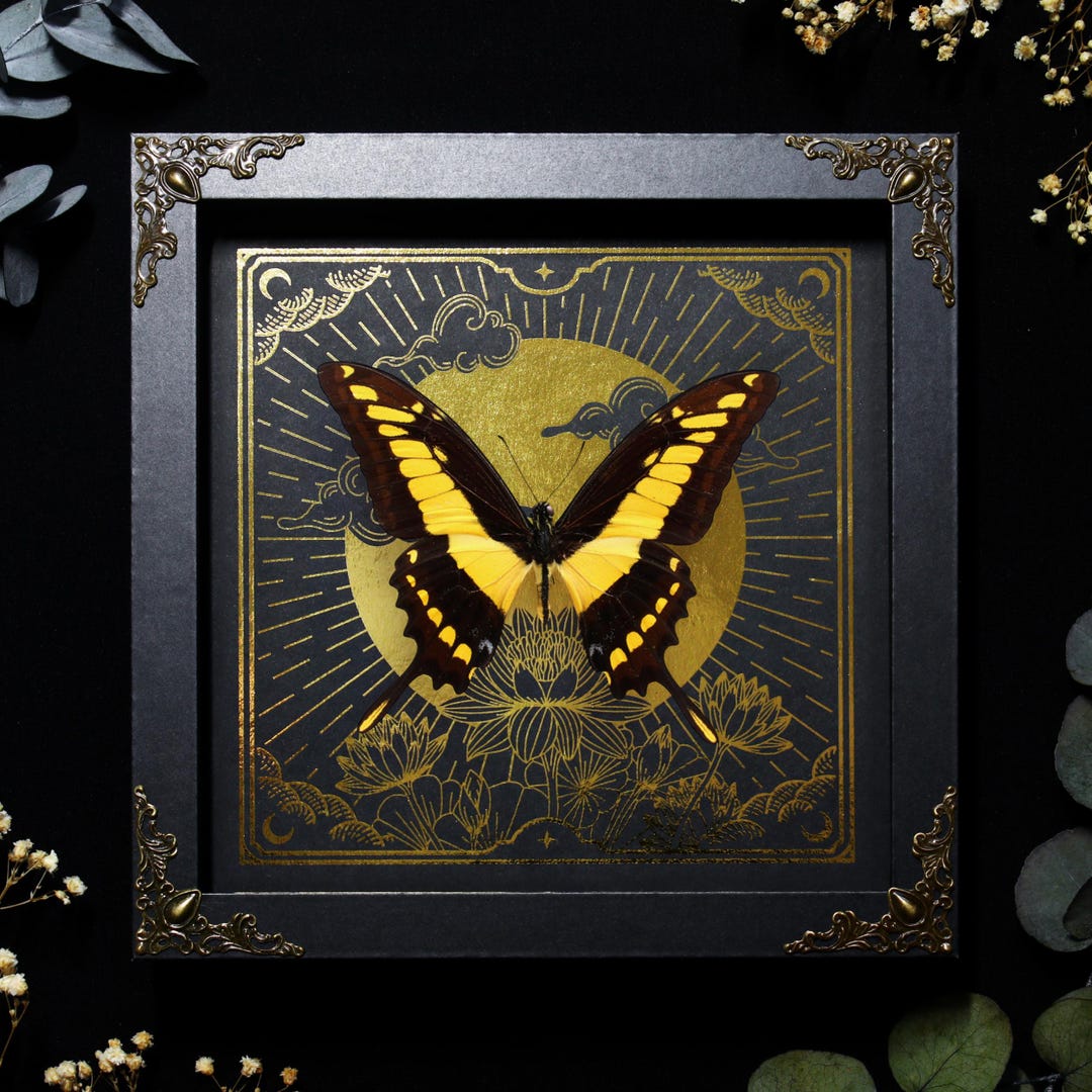 King Swallowtail in Frame (papilio Thoas), Real Taxidermy Butterfly ...