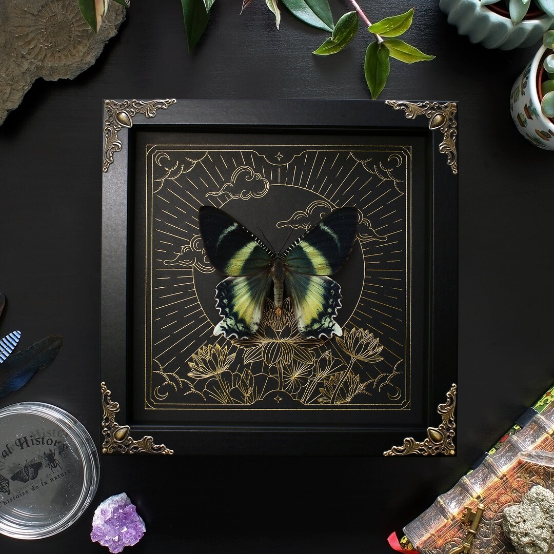 Maluku Islands Moth in Frame alcides Orontes dorsal Side, Real ...