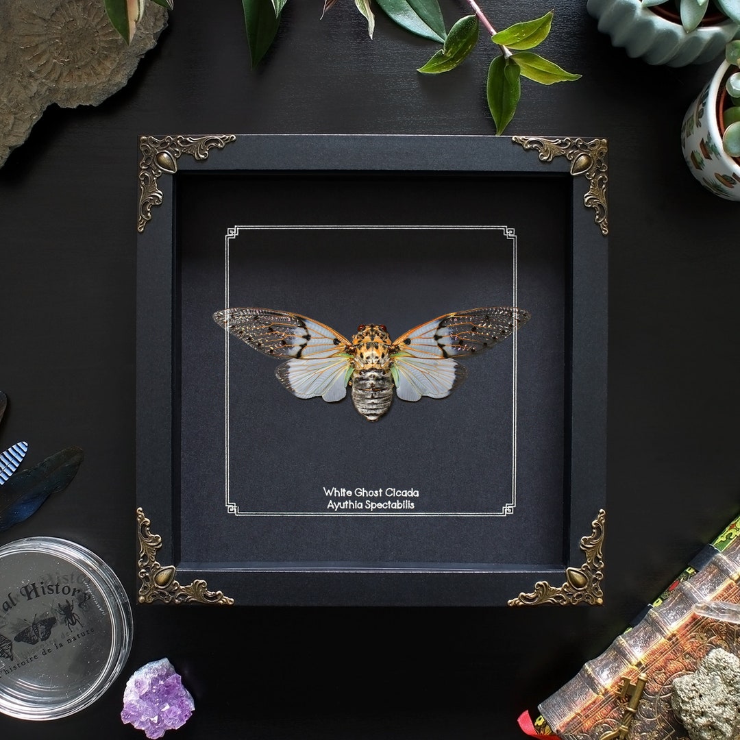 White Ghost Cicada in Baroque Frame ayuthia Spectabilis, Insect on ...