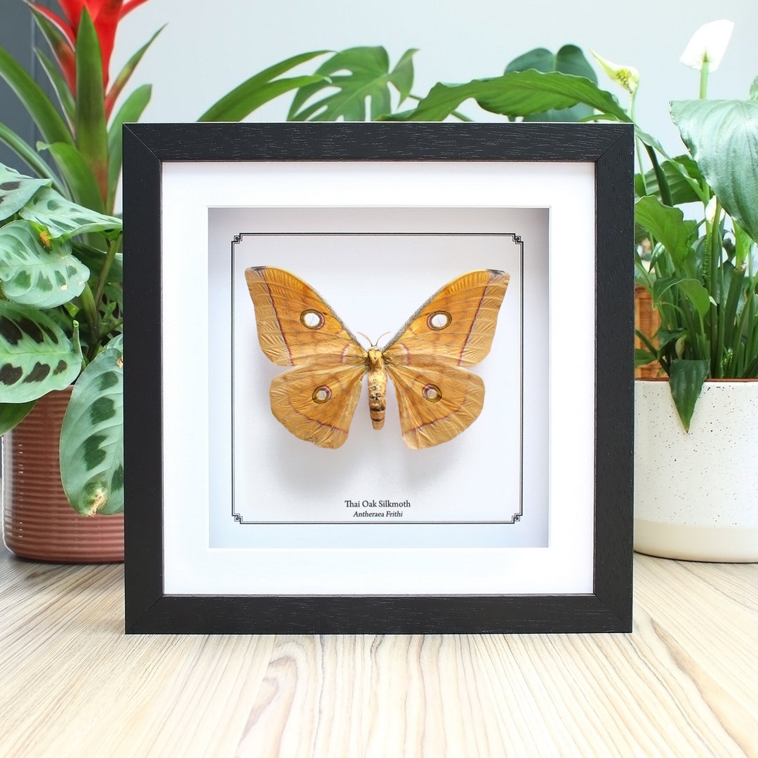Thai Oak Silkmoth in Frame (antheraea Frithi), Real Taxidermy Moth ...