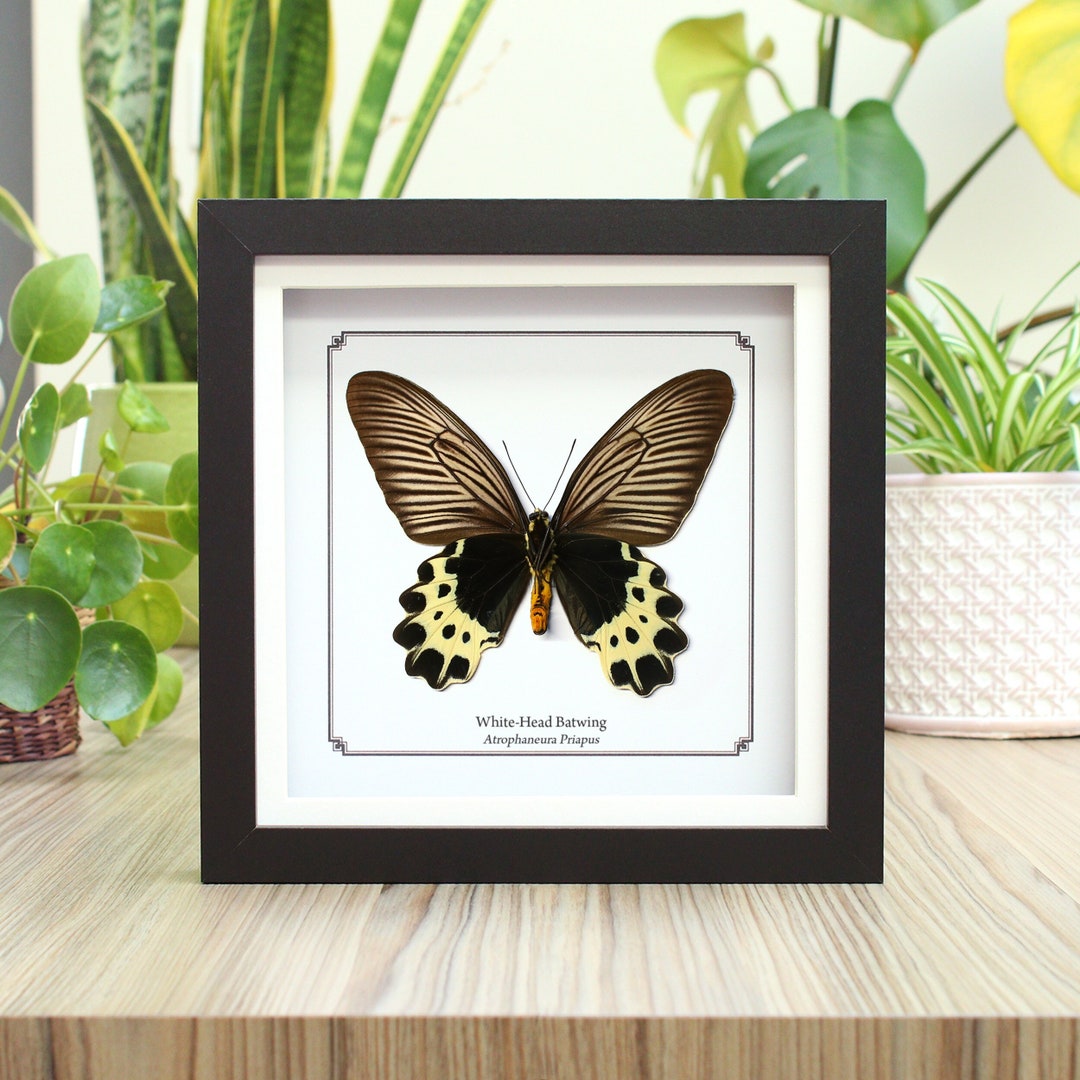White-head Batwing (ventral Side) Real Butterfly in Frame (atrophaneura ...