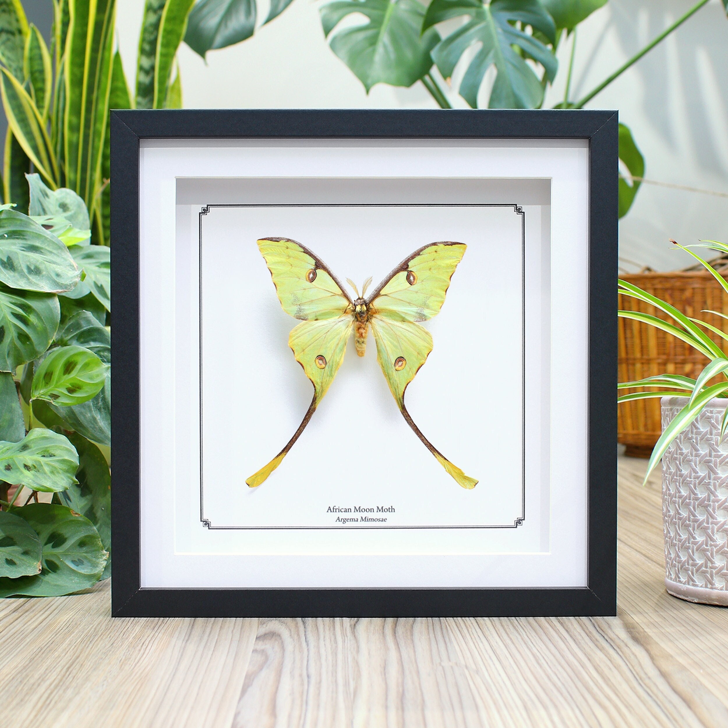 African Moon Moth