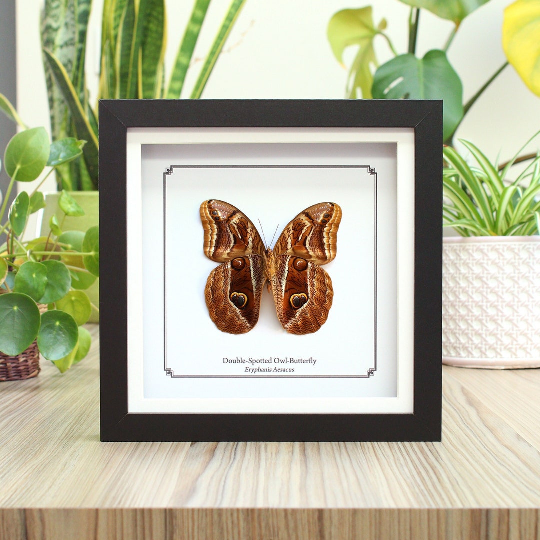 Double-spotted Owl Real Butterfly in Frame (eryphanis Aesacus ...