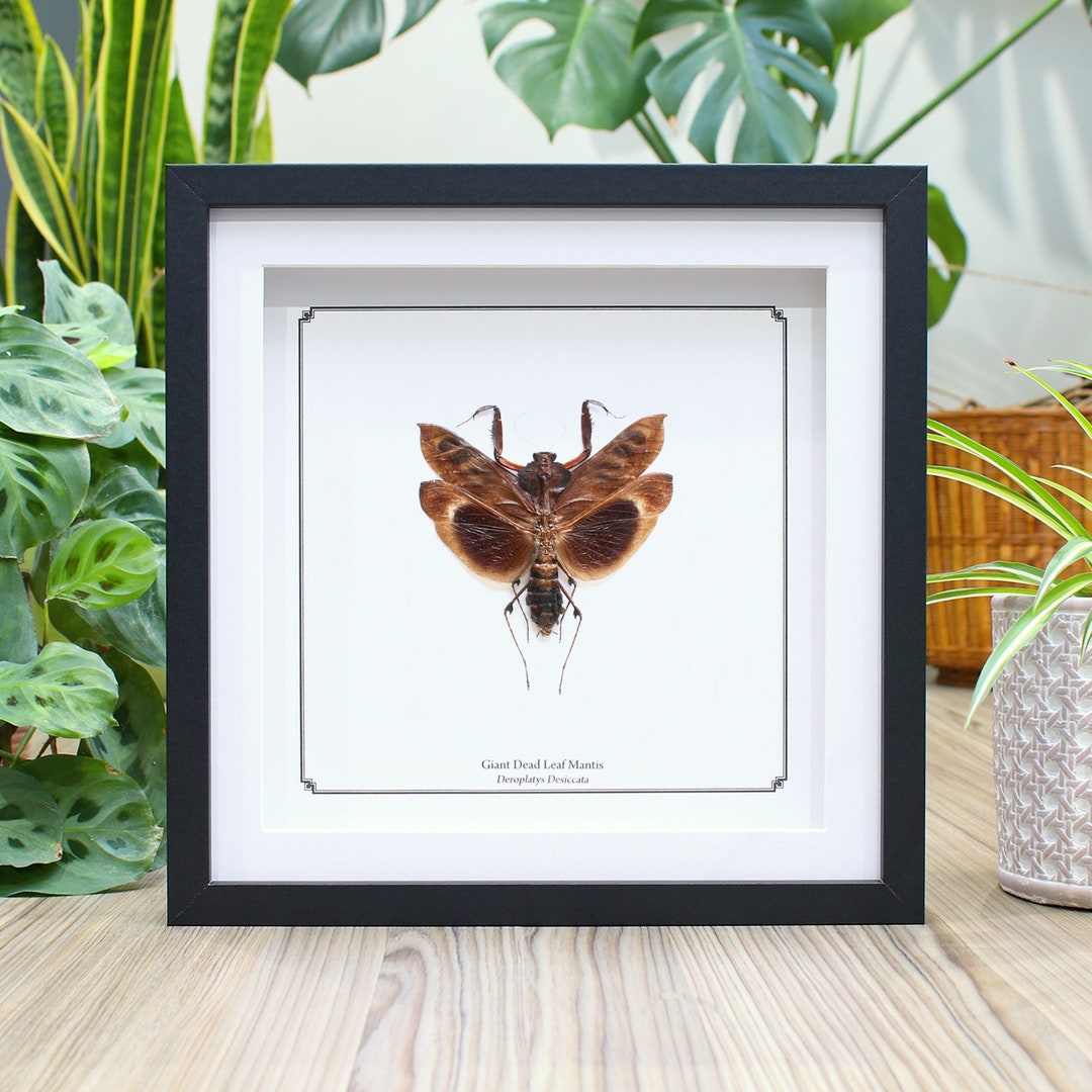 Giant Dead Leaf Mantis Male Real Insect in Frame (deroplatys Desiccata ...