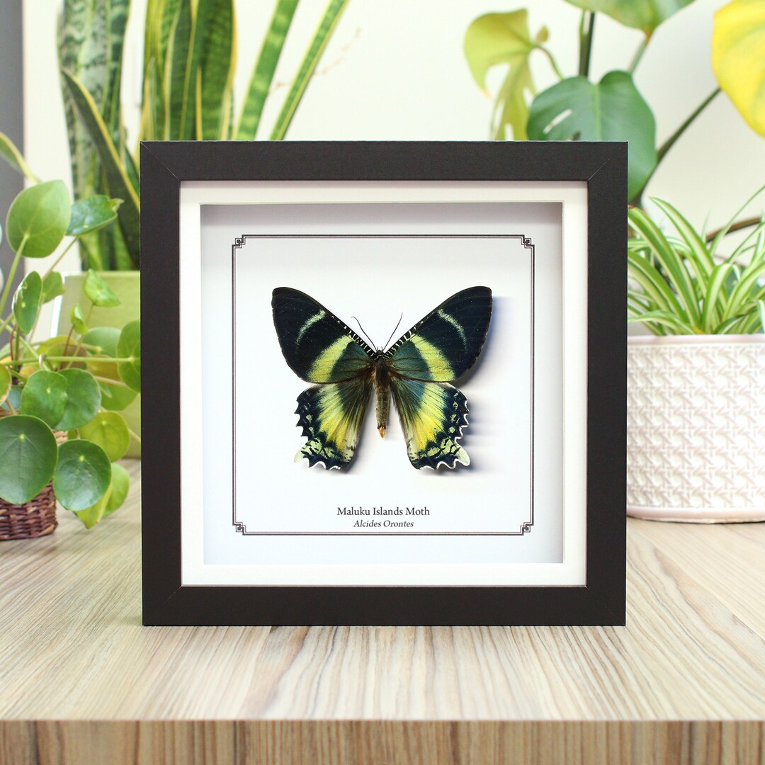 Maluku Islands Moth (dorsal Side) Real Moth in Frame (alcides Orontes ...