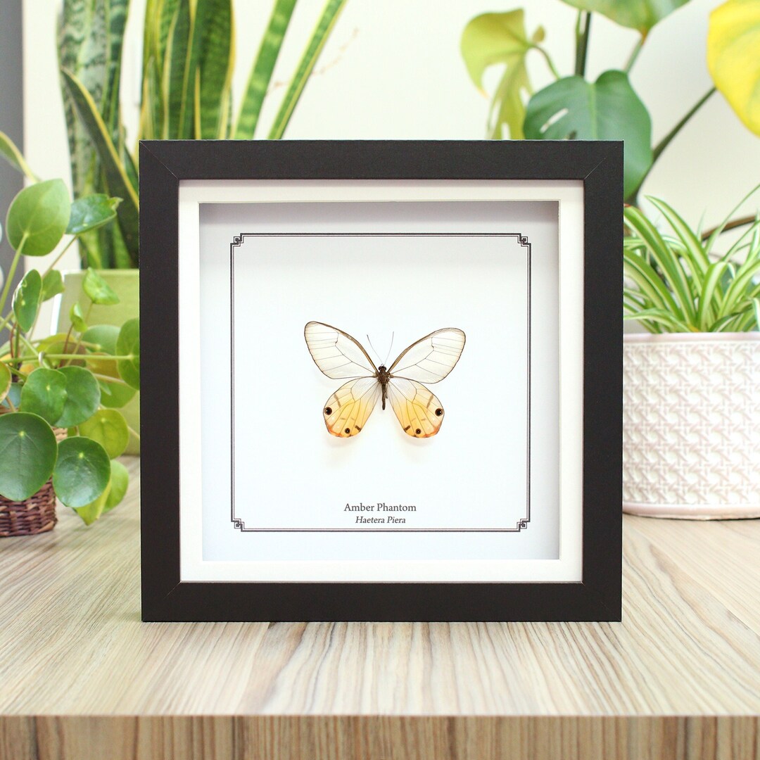 Amber Phantom Real Butterfly in Frame (haetera Piera), Taxidermy ...