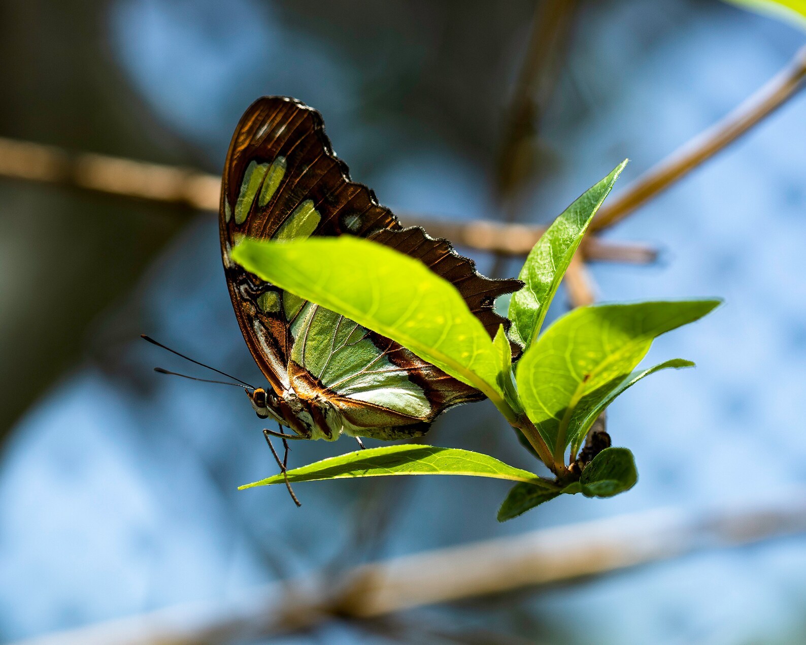 Butterfly Repose Digital Download Print -instant Digital Download - Etsy