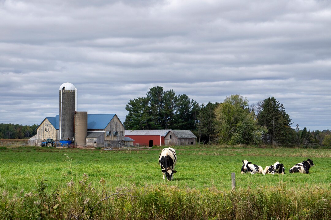Cows Grazing in a Field With a Barn, Silo, and Tractor in the ...