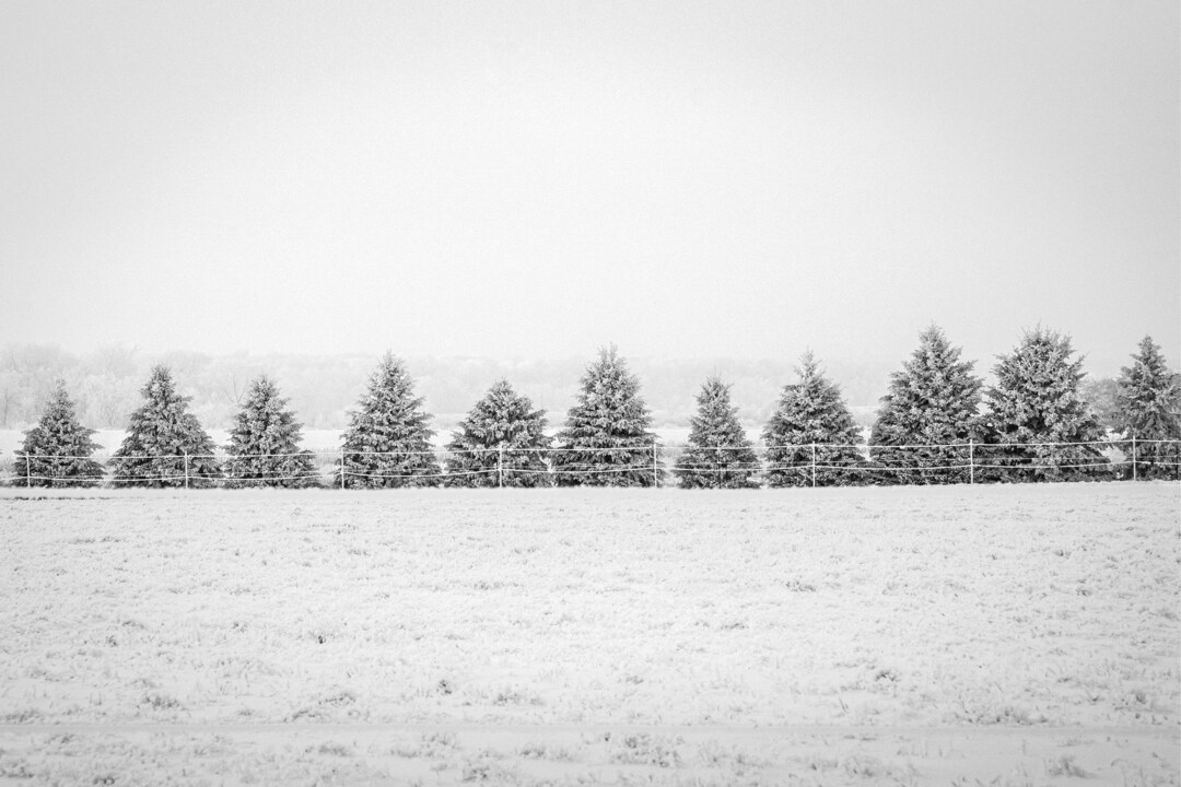 Photo of a Line of Snow-covered Pine Trees Behind a Frosty Fence Taken ...