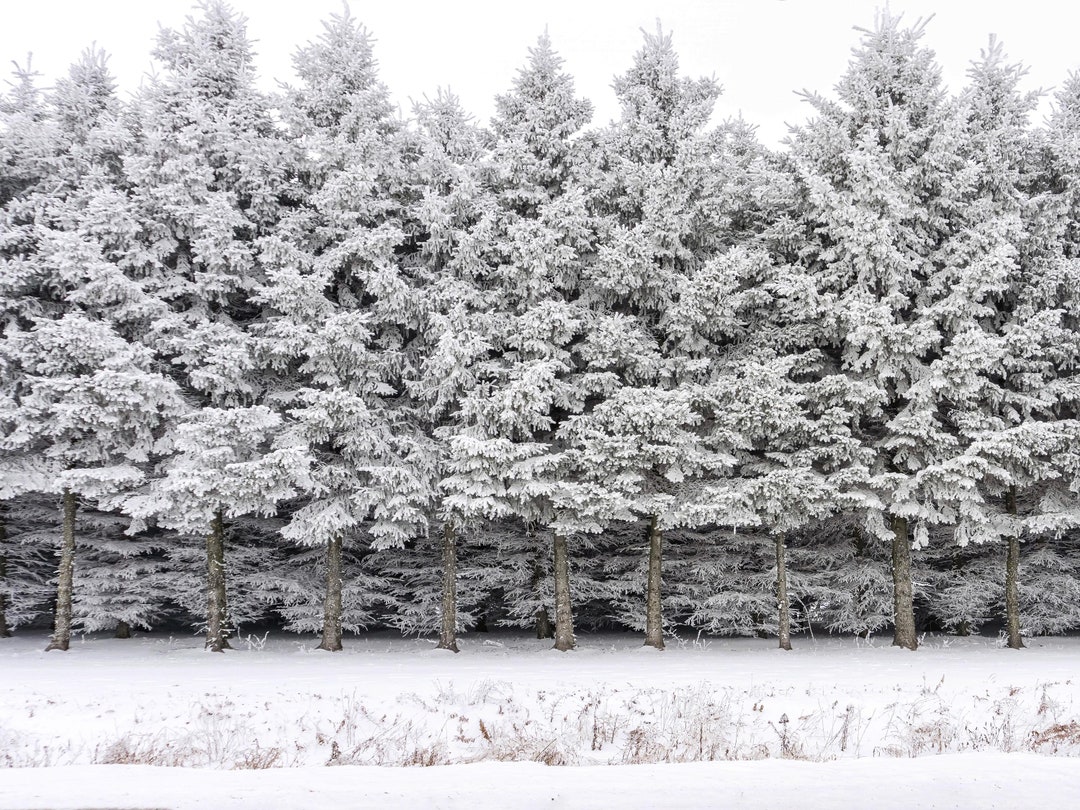 Photo of a Line of Snow and Frost Covered Pine Trees Taken in Wisconsin on a Cold Winter Day ...