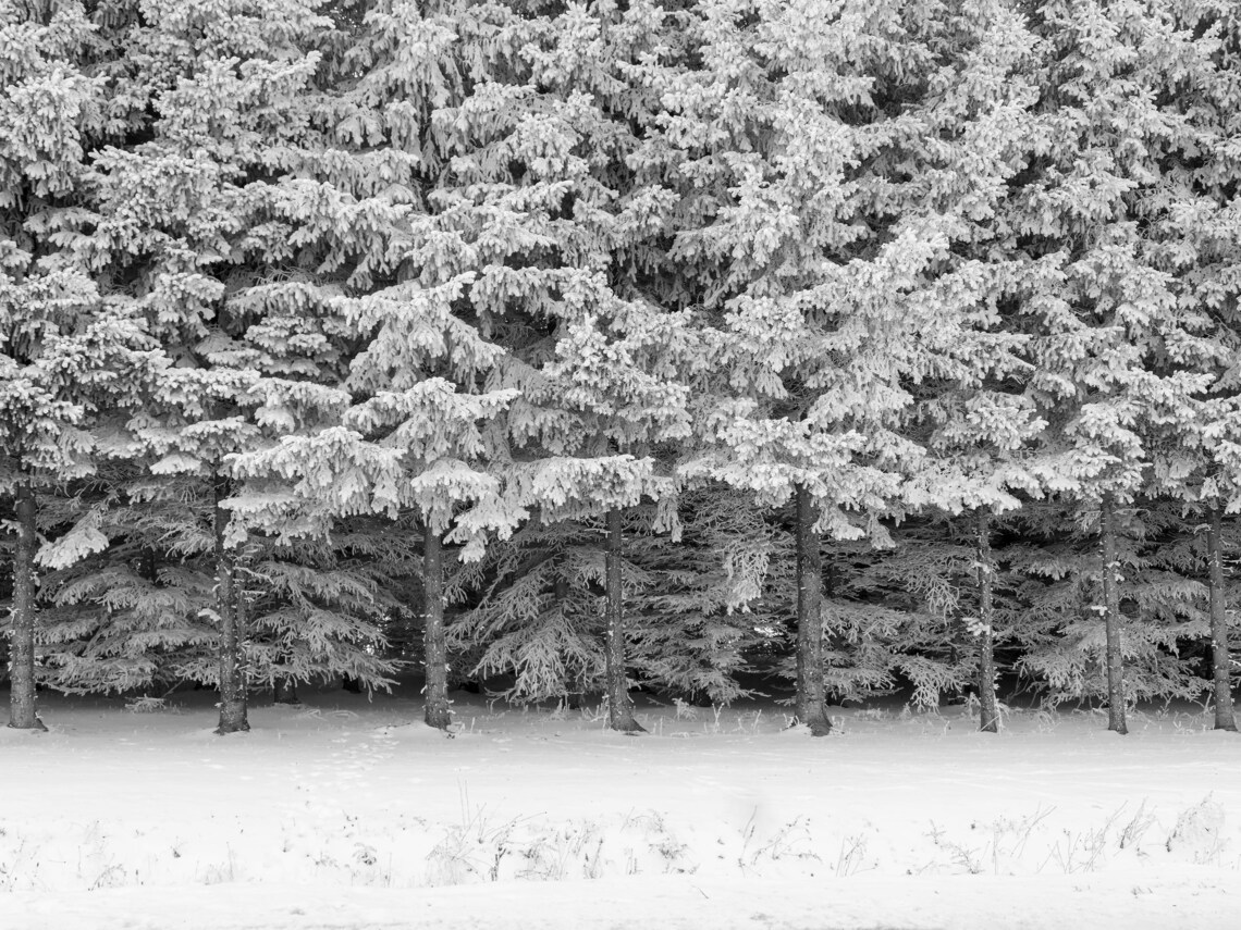 Interesting Photo of a Line of Snow Covered and Frosty Pine Trees Taken ...