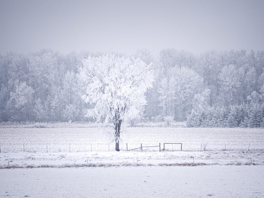 A Snowy Tree and Fence in a Frosty Field Taken on a Cold Wisconsin Day ...