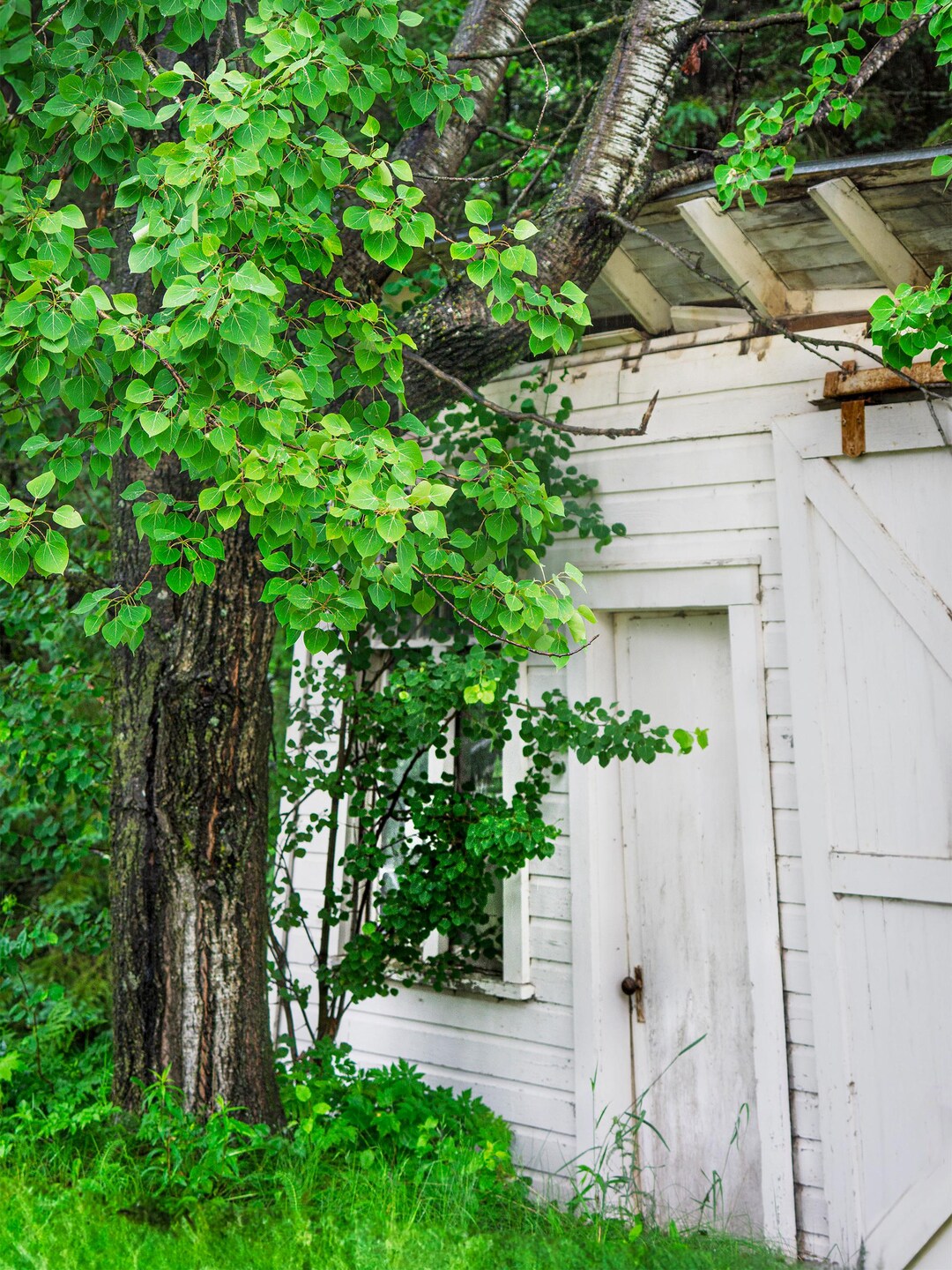 White Rustic Barn Door and Tree Photo: Rainy Wisconsin Landscape ...