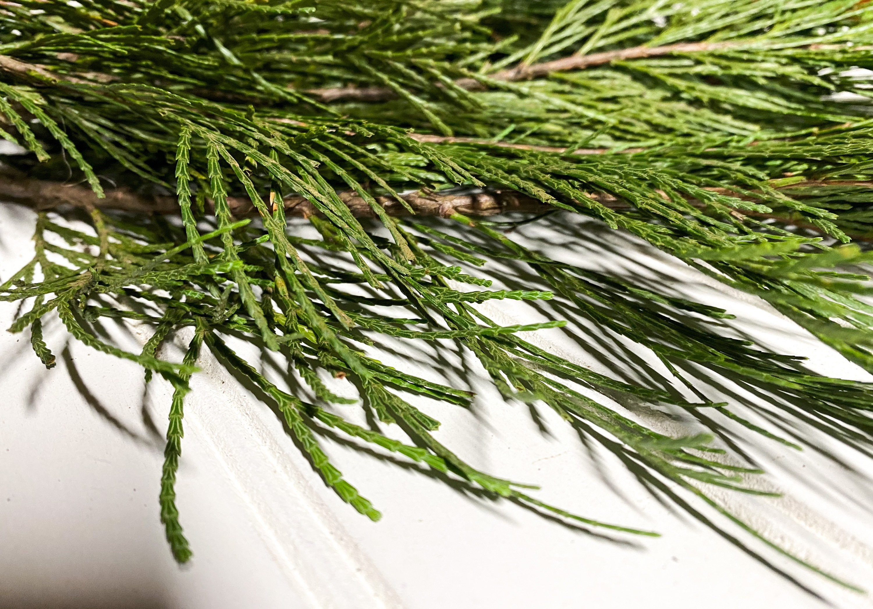 LARGE CEDAR BOUGHS Large Fresh 15 Branch Bundles for - Etsy