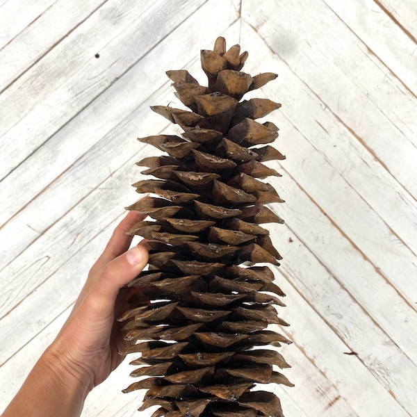 Pine Cone Tree Decor - Etsy