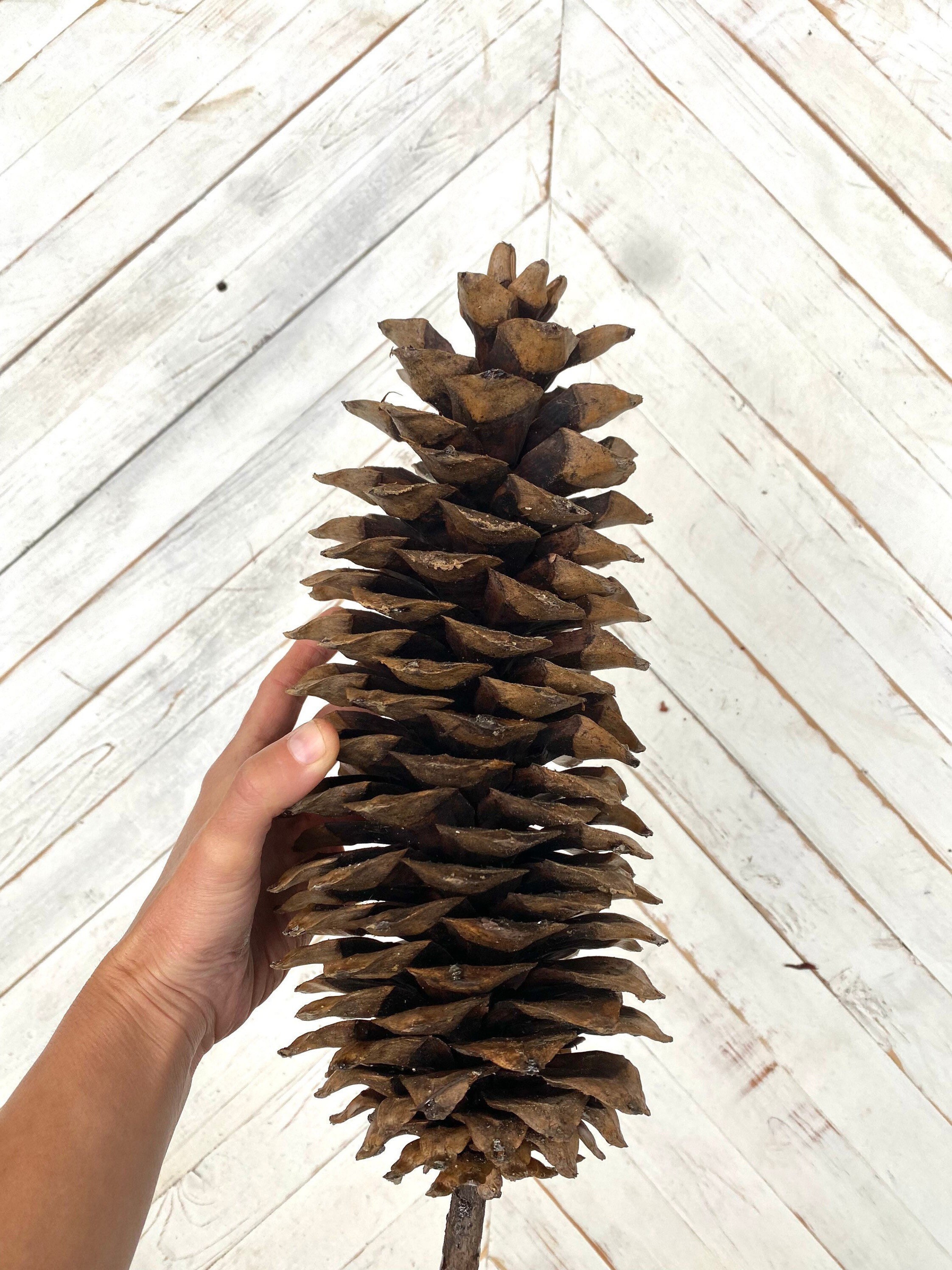 JUMBO RUSTIC Pine Cones From Old Growth Sugar Pine Trees for Fall and ...