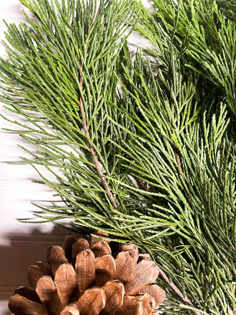 LARGE CEDAR BOUGHS Large Fresh 15 Branch Bundles for - Etsy