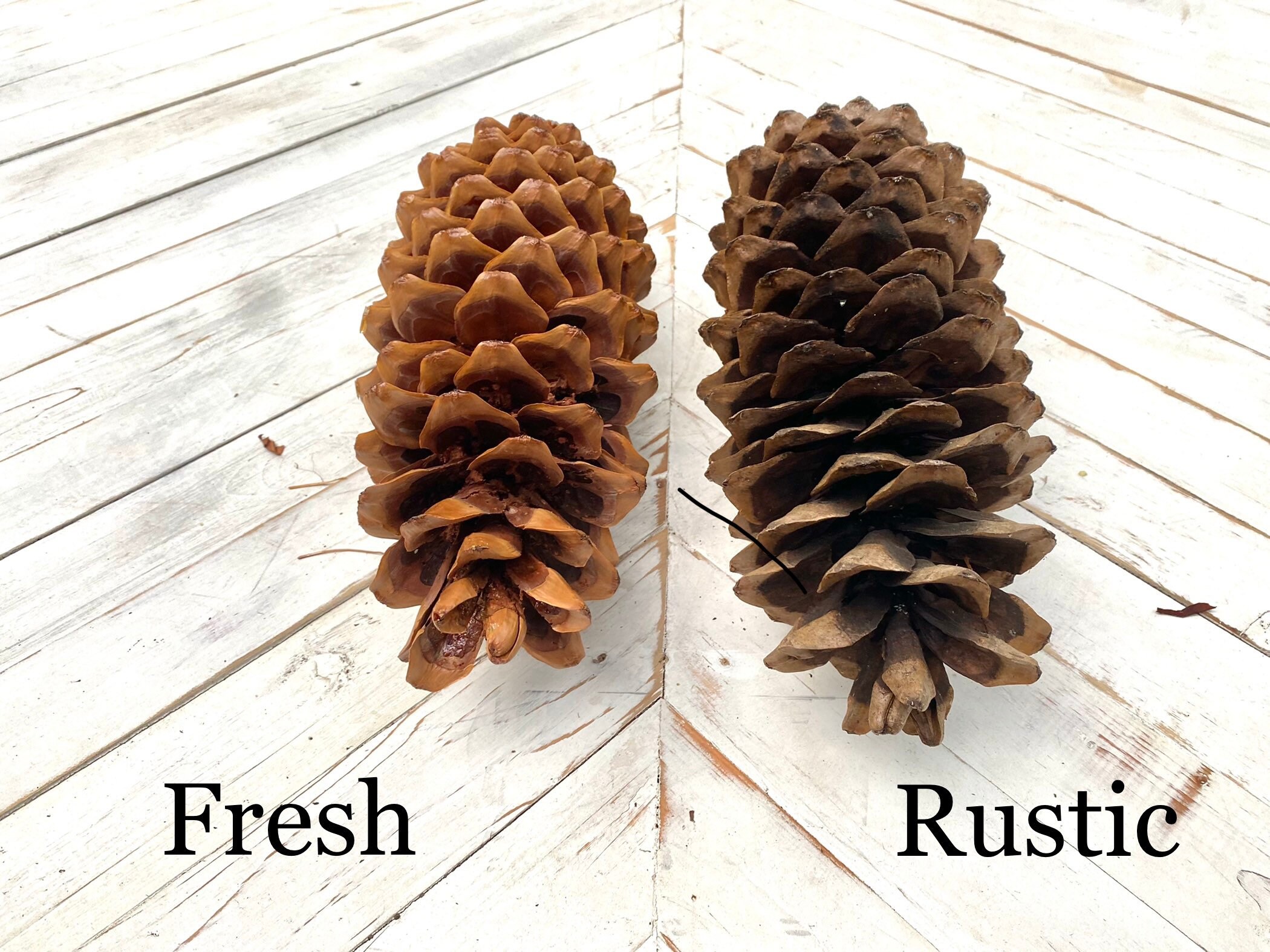 JUMBO RUSTIC Pine Cones From Old Growth Sugar Pine Trees for - Etsy