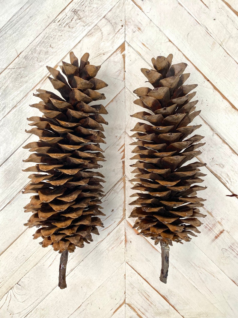 JUMBO RUSTIC Pine Cones From Old Growth Sugar Pine Trees for Fall and ...