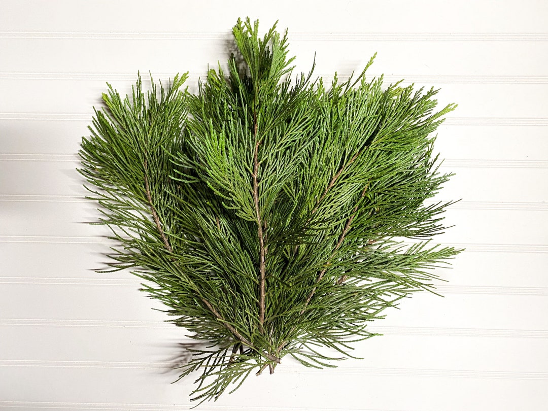 LARGE CEDAR BOUGHS Large Fresh 15 Branch Bundles for - Etsy