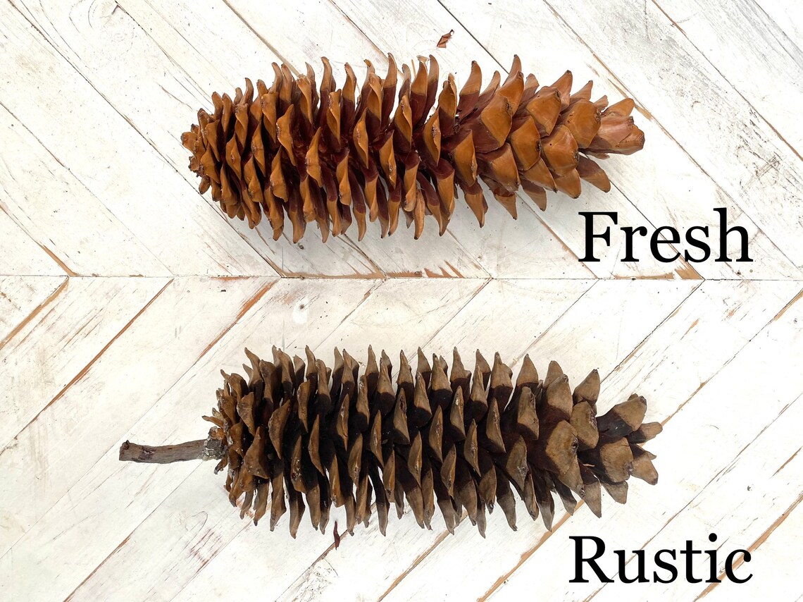 JUMBO RUSTIC Pine Cones From Old Growth Sugar Pine Trees for - Etsy