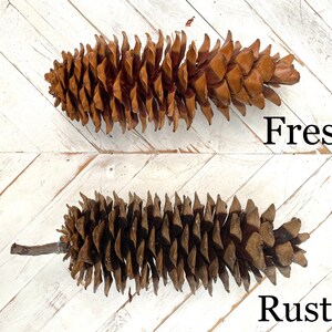 JUMBO RUSTIC Pine Cones From Old Growth Sugar Pine Trees for - Etsy