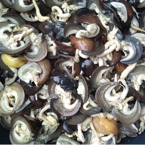 Frozen Fresh Jumbo Snails 10pcs. (1 - 2 Days Shipping) - Etsy