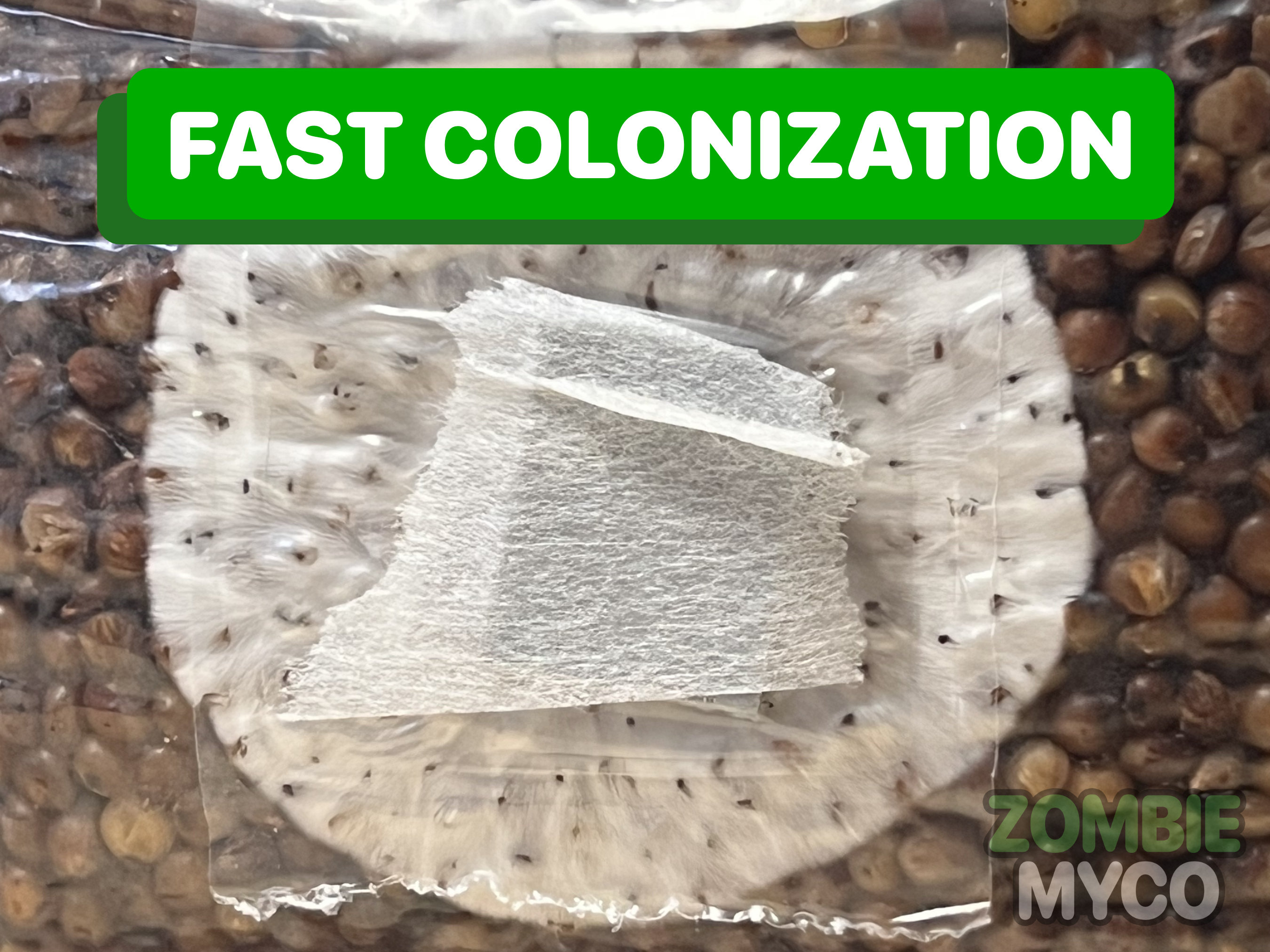 3lb - Grain Spawn Mushroom Bags - Etsy