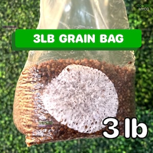 3lb - Grain Spawn Mushroom Bags - Etsy