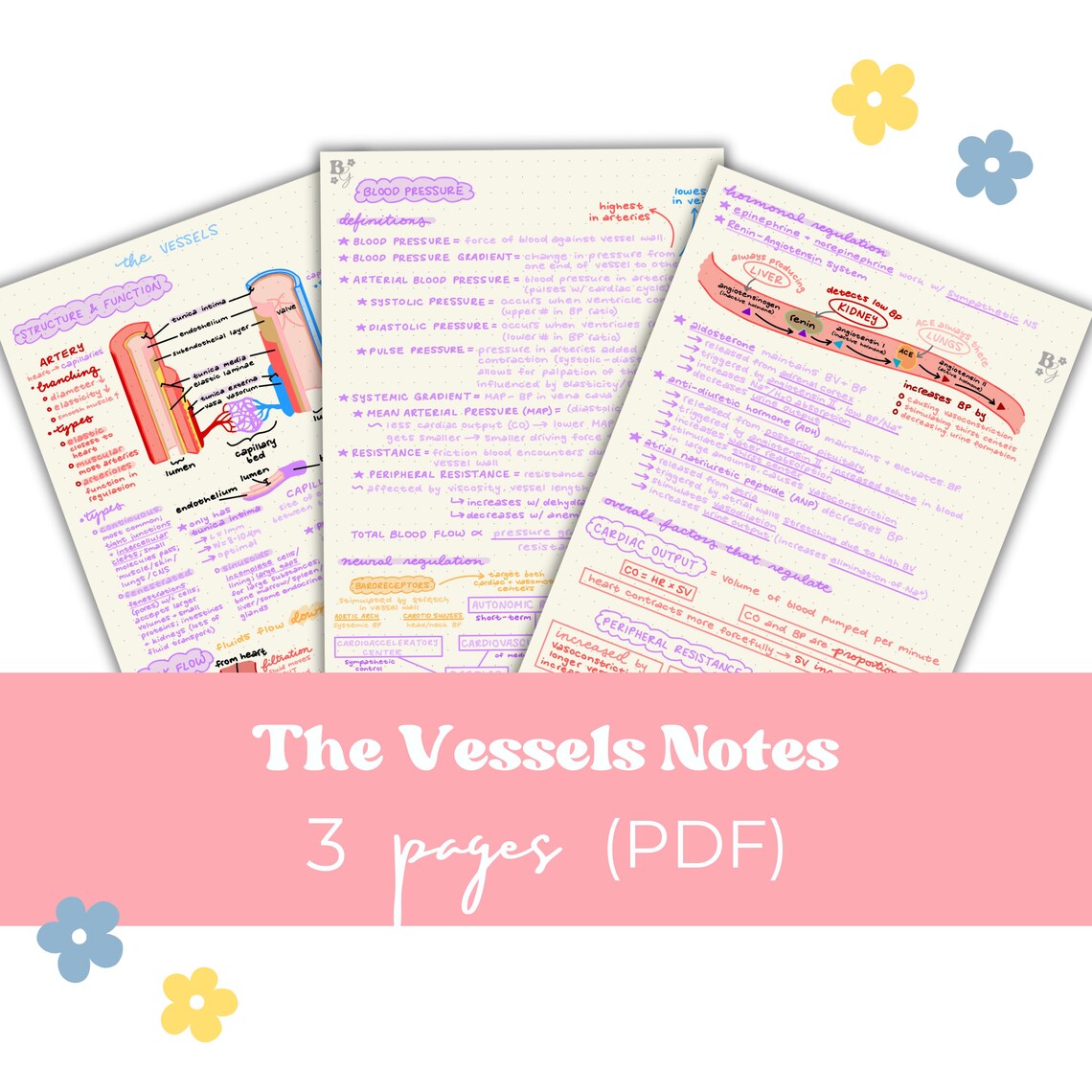 Cardiovascular System Notes: Anatomy & Physiology Study Guide (PDF) - Etsy