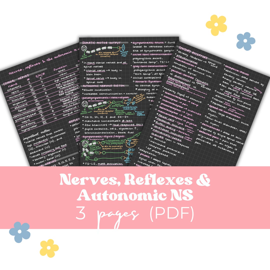 Nervous System Notes: Reflexes & Autonomic Nerves (PDF) - Etsy