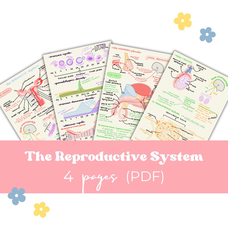 Reproductive System - Etsy