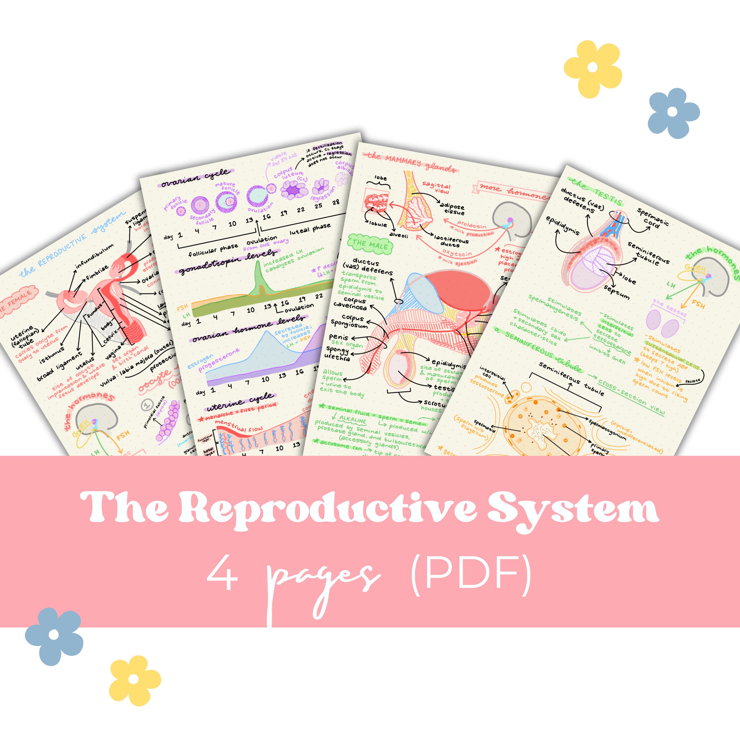 Reproductive System Notes Reproductive System Nursing Reproductive ...