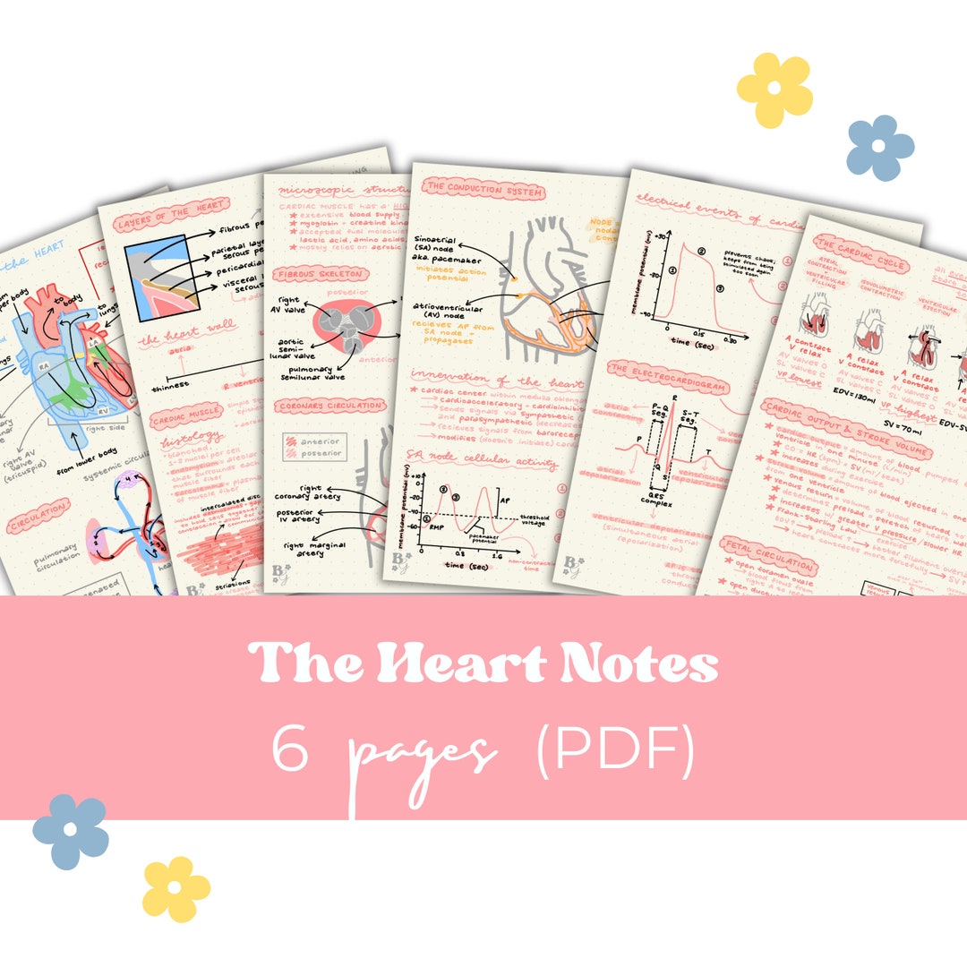 Cardiovascular System Notes | Cardiovascular System Nursing ...