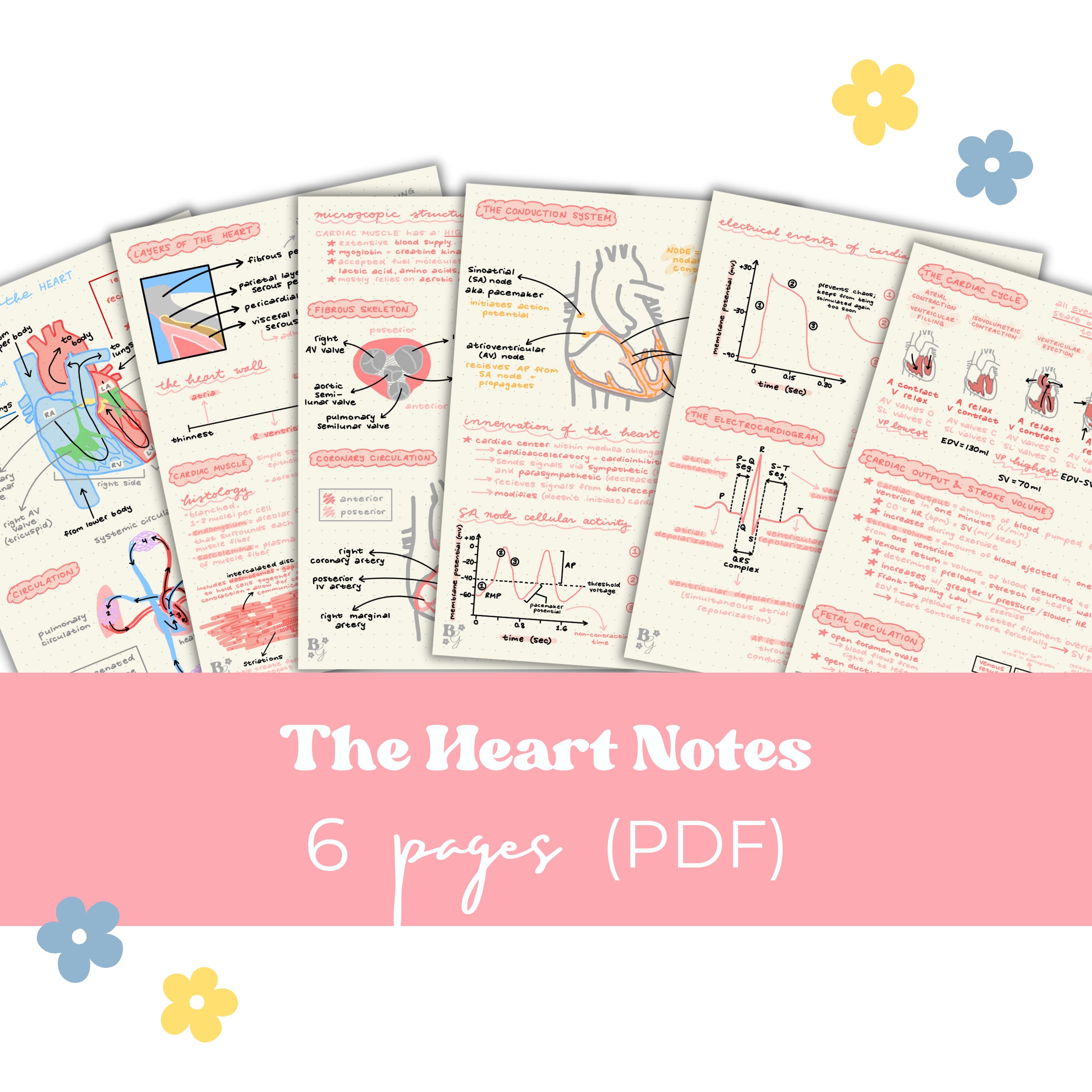 Cardiovascular System Notes | Cardiovascular System Nursing ...