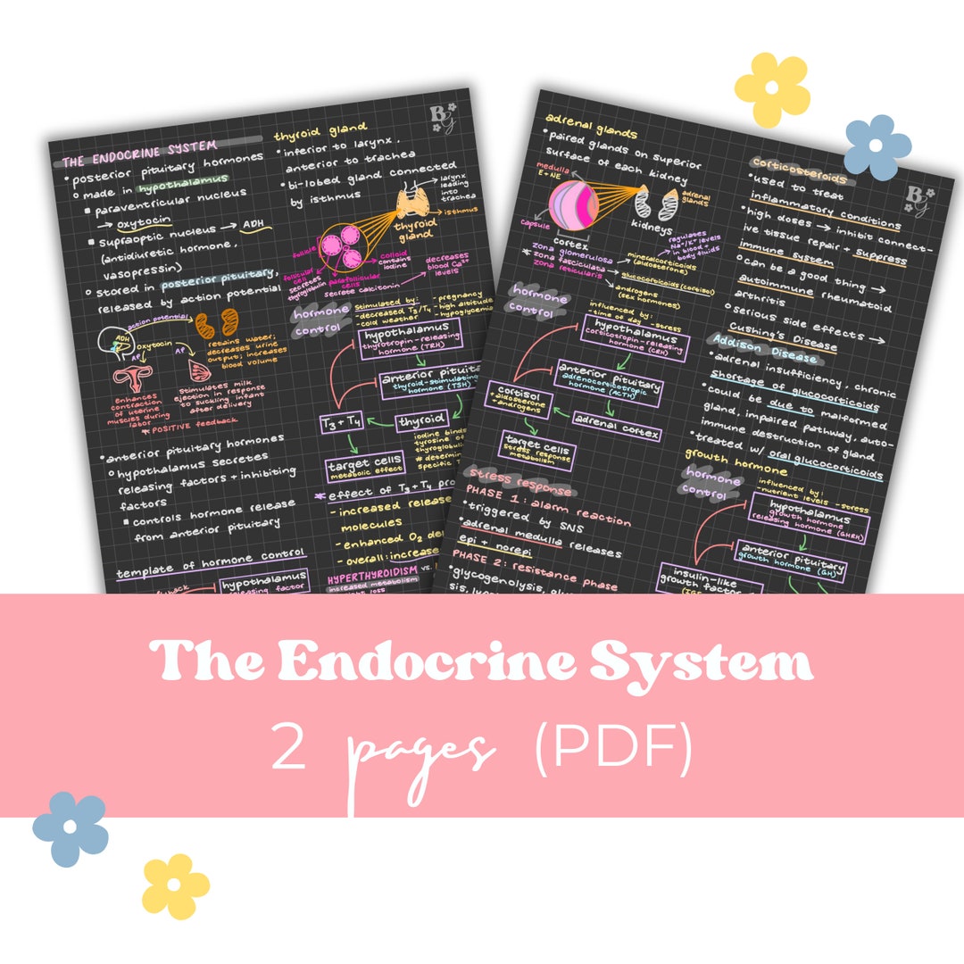 Endocrine System Notes | Endocrine System Nursing | Endocrine System ...