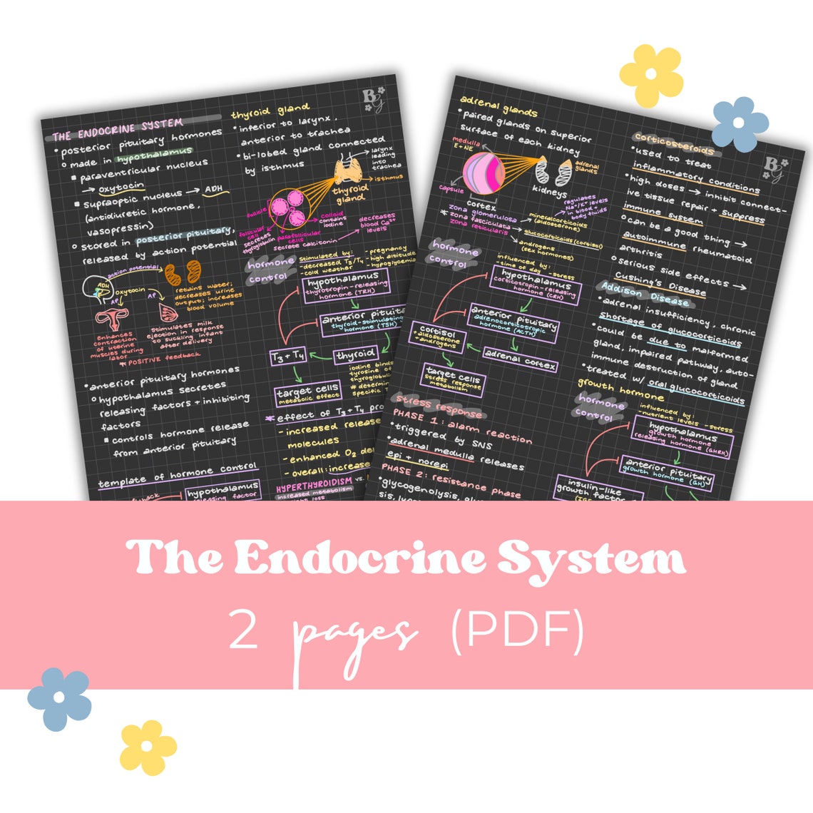 Endocrine System Notes | Endocrine System Nursing | Endocrine System ...