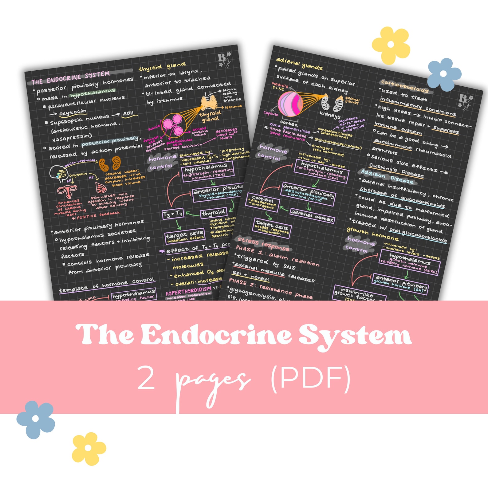 Endocrine System Notes | Endocrine System Nursing | Endocrine System ...