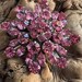 Vintage Pink Coro Round Layered Flower Rhinestone Brooch Pin - Etsy