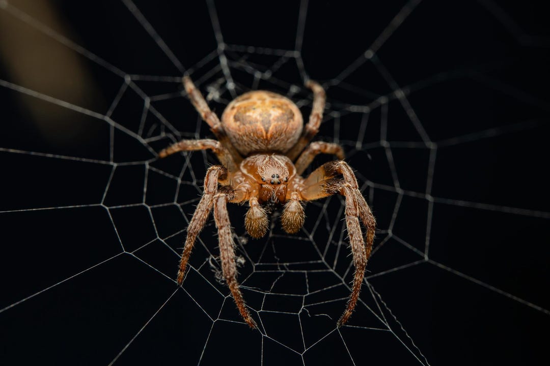 Orb Weaver / Furrow Spider in Web - Etsy