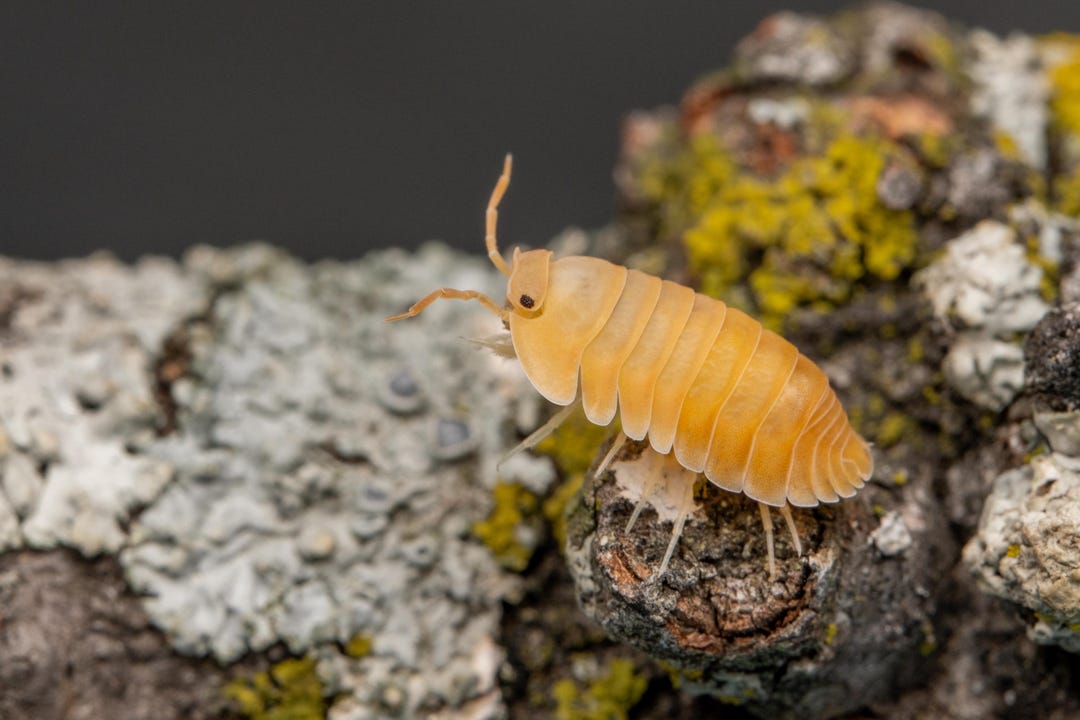 Cubaris Sp. Orange Freezy Isopod - Etsy