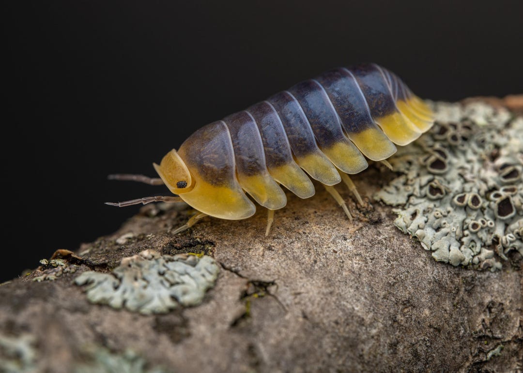 Cubaris Lemon Blue Isopod - Etsy